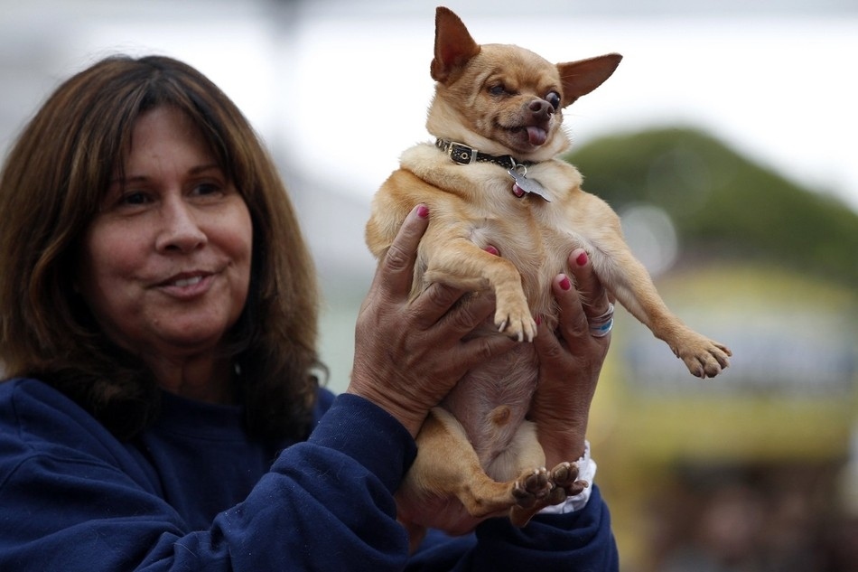 The 2012 World's Ugliest Dog Contest (18 pics) | Amazing Creatures