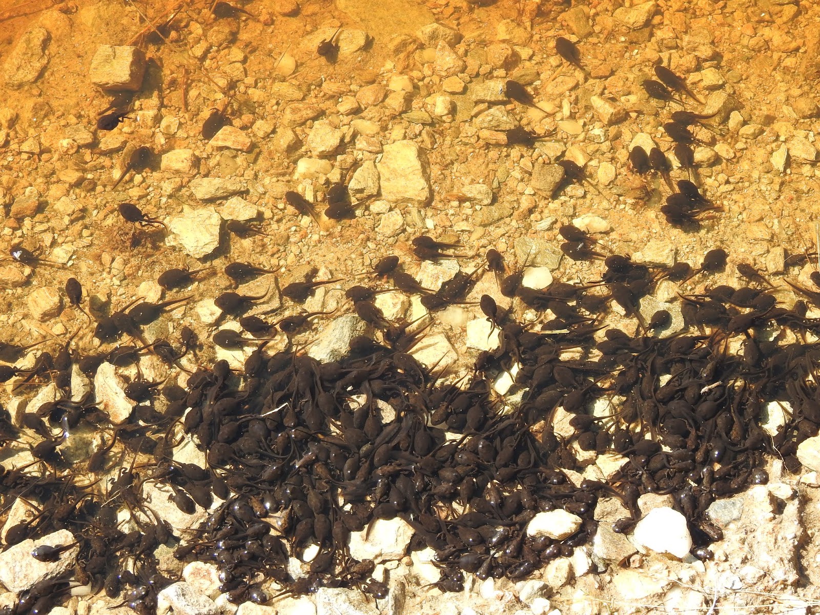 PASARI DIN ROMANIA: AMFIBIENI, Broaste, salamandre, tritoni