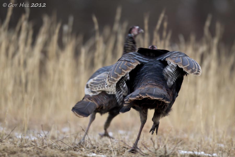 Country Captures: Wild Turkeys: Tensions Rising