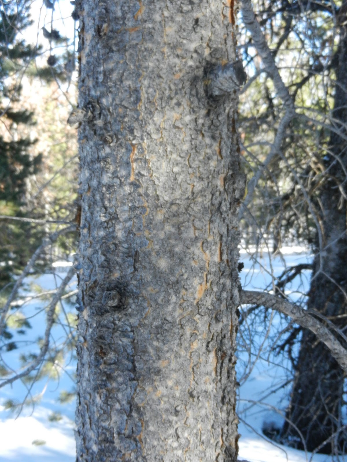 Fizzy Notions: Lodgepole Pine
