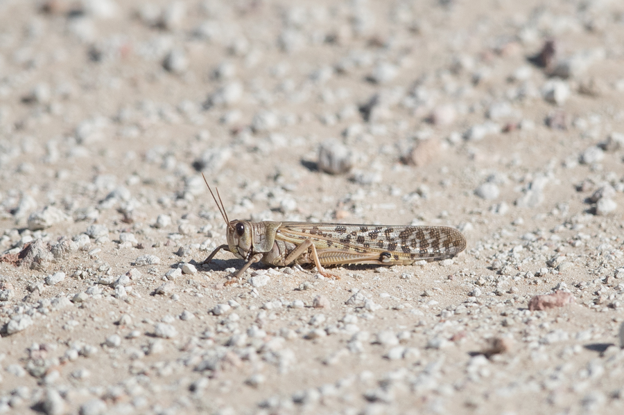 Birds of Saudi Arabia: Desert Locust Swarms - Dhahran