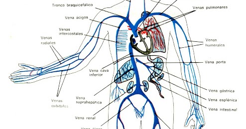 Venas y arterias
