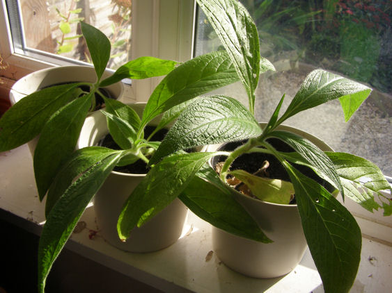 HOW TO GROW ECHIUM FROM SEED |The Garden of Eaden