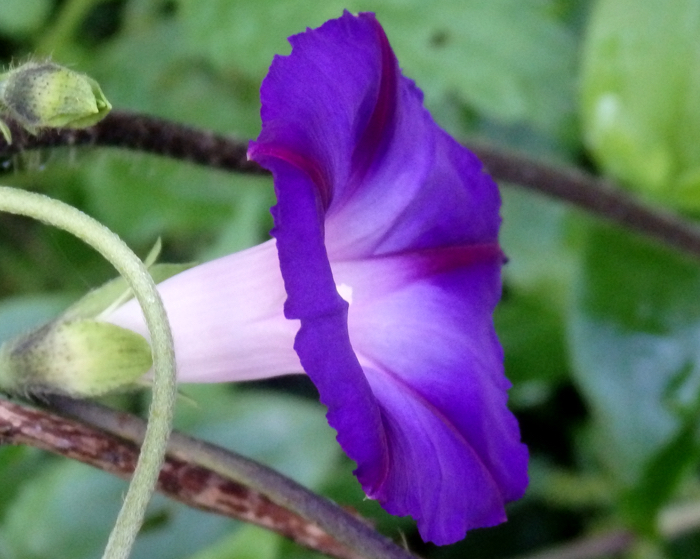 Glosario botánico con imágenes - Letra I