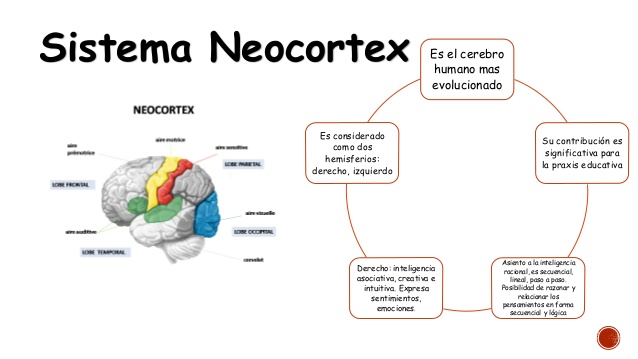 Teoría del Cerebro Triúno : EL NEOCÓRTEX