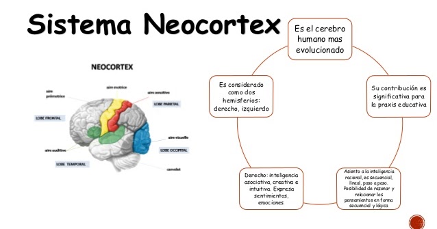 Teoría del Cerebro Triúno : EL NEOCÓRTEX
