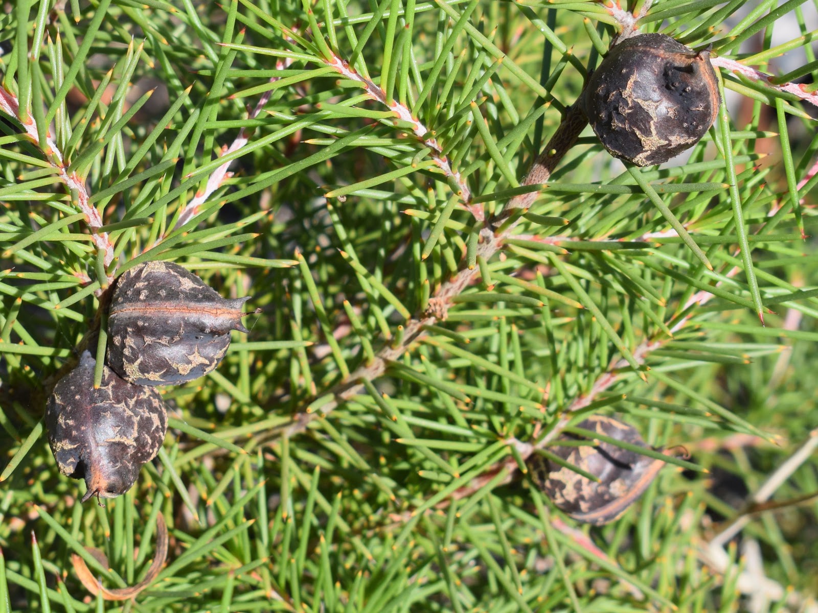 Plantas: Beleza e Diversidade: Exótica e invasora: Háquea-picante ...