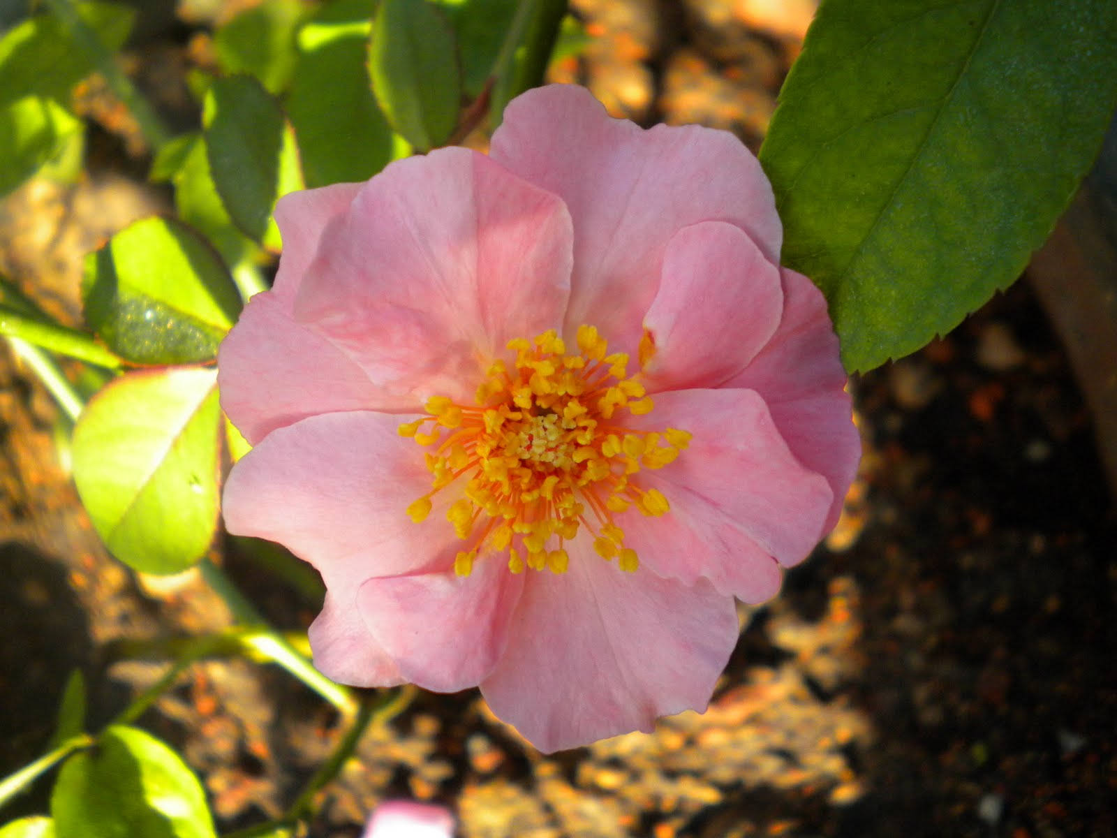 pokok-pokok: Pokok Bunga Ros Jenis Memanjat ( Climbing Rose)