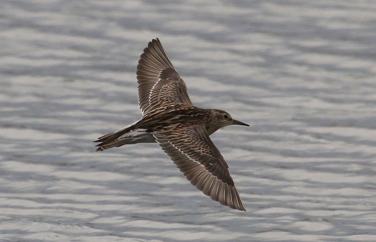 Richard Waring's Birds of Australia: Sandpipers in flight and on land