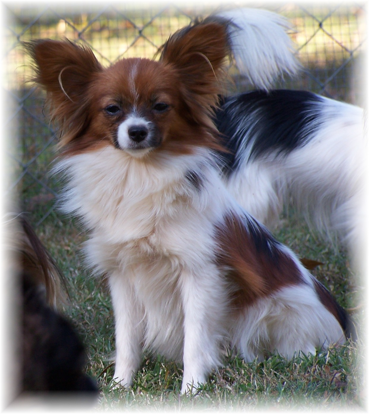 Do Papillons Bark A Lot