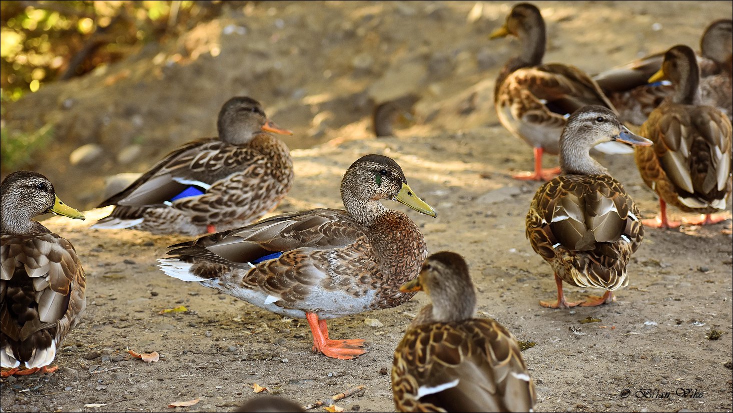 Photos From Around Kamloops & Area British Columbia Canada. (Over 2,858 ...