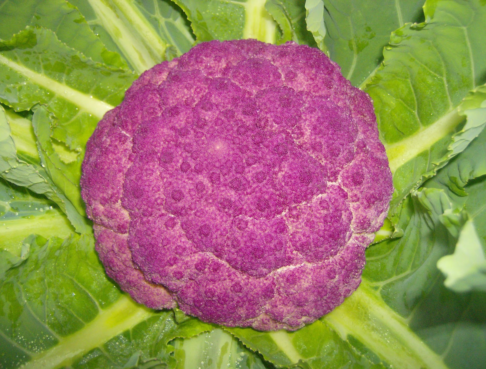 El huerto del Lopez: LA COLIFLOR