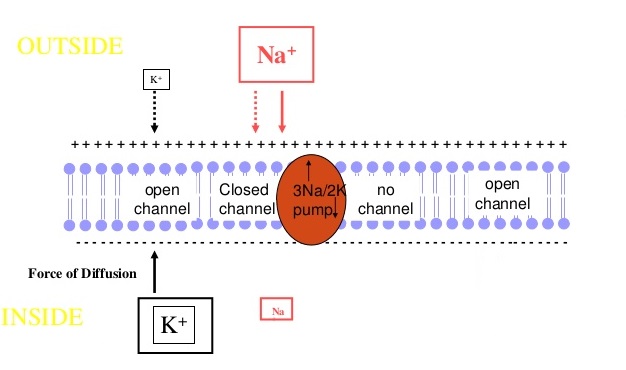 #119 Action potentials | Biology Notes for A level