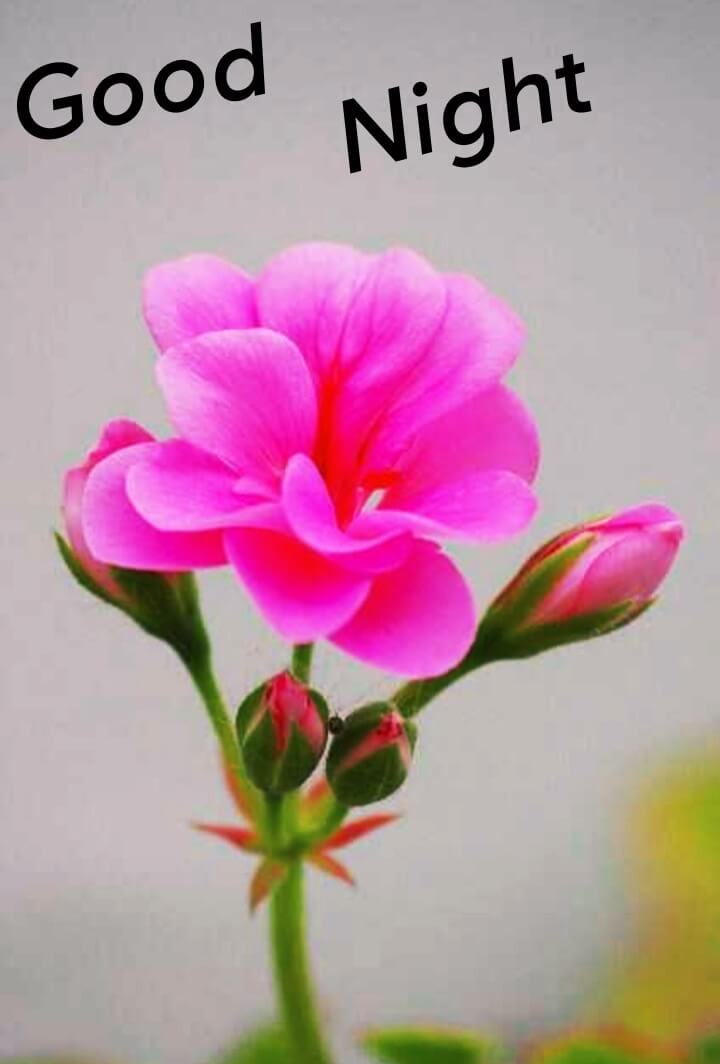 25+ Good Night Images Simple, Trending Beautiful Good Night New Image ...