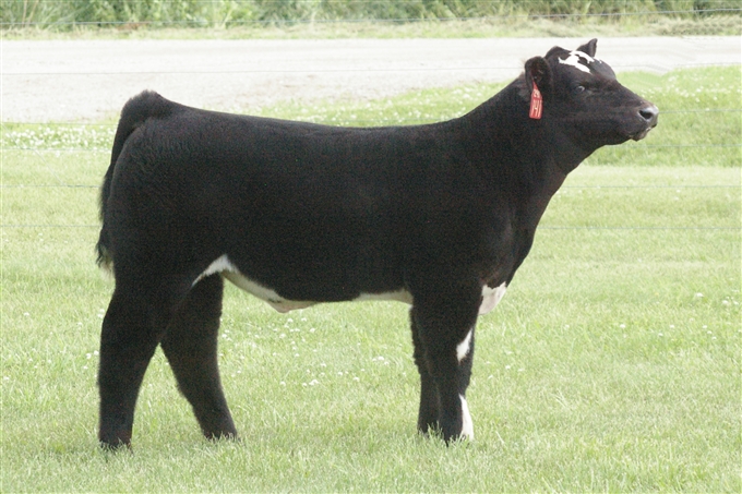 Lautner Farms: Monopoly calf