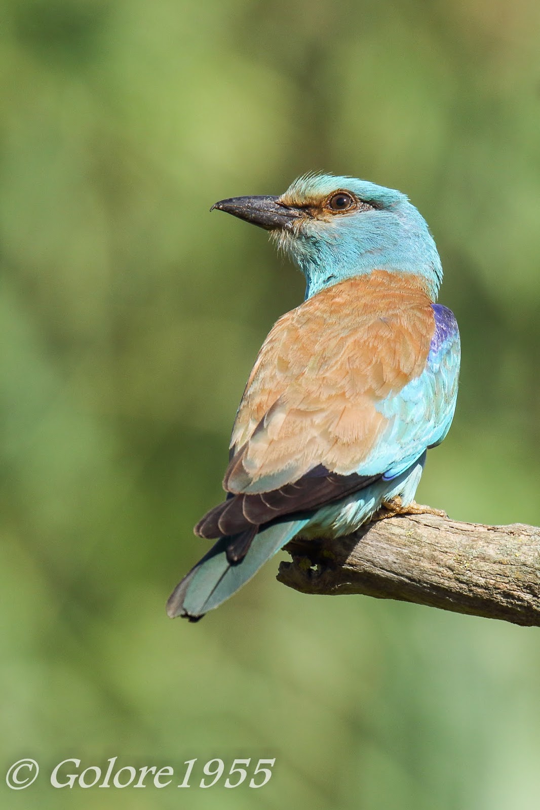 FOTOGRAFÍA DE FAUNA: AVES-VARIAS