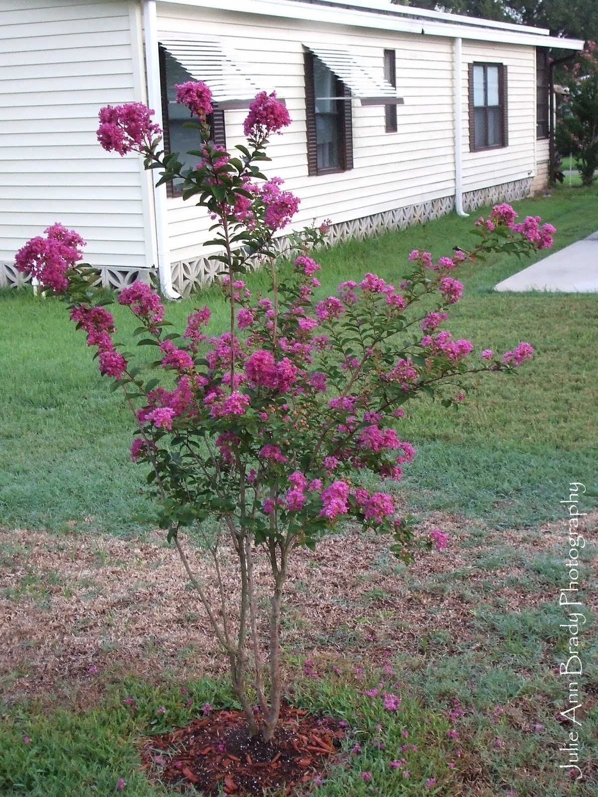 Julie Ann Brady : Blog On: Miss Sandra Crape Myrtle