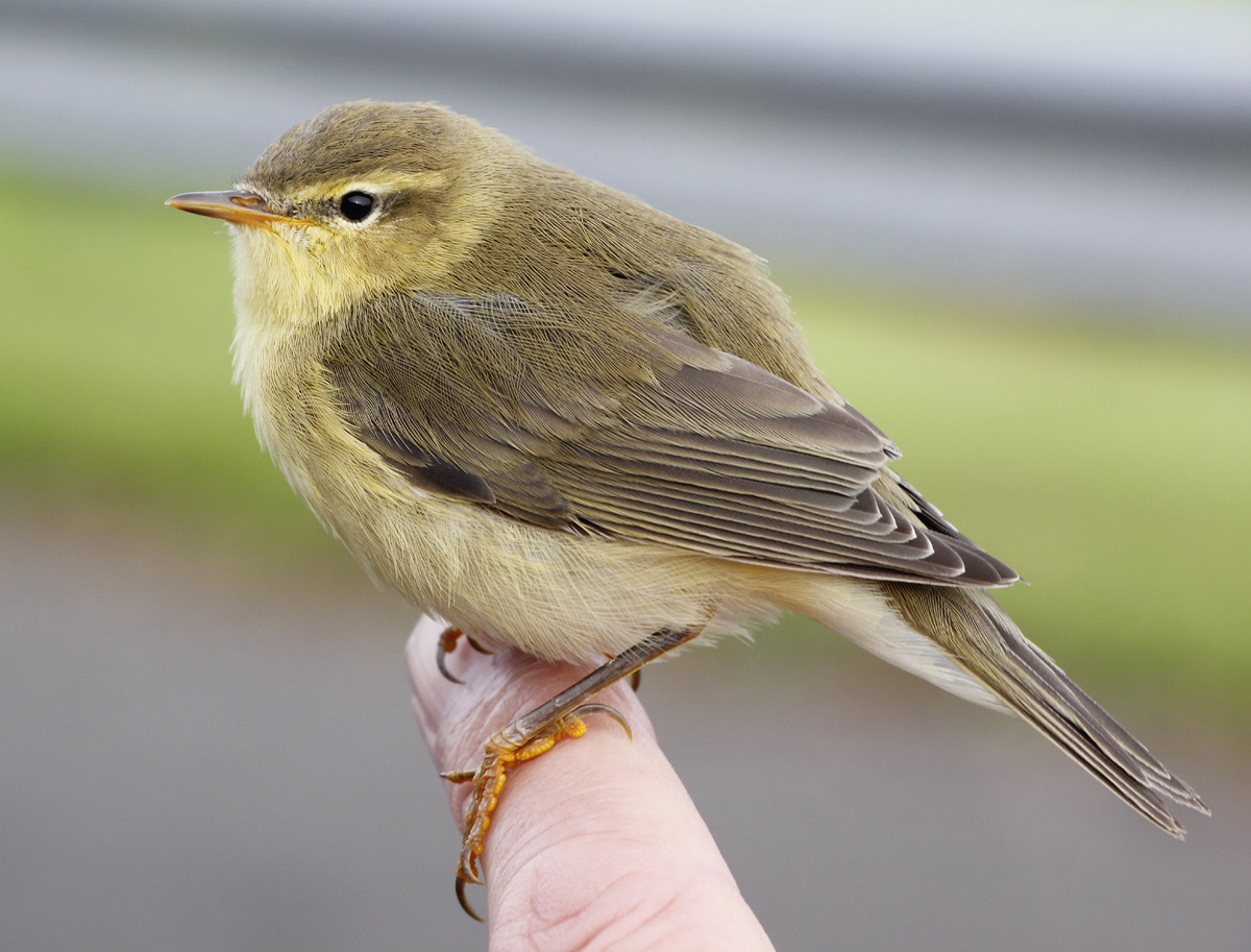 Another Bird Blog: Never The Same