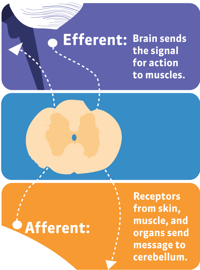Afferent & Efferent | Human anatomy and physiology, Ap psychology ...