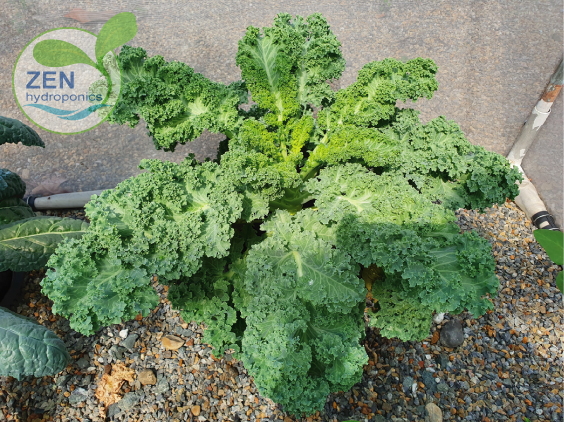 ZEN HYDROPONICS: คะน้าใบหยิกสีเขียวเอฟวัน (Green Kale / Kale Rogue F1)