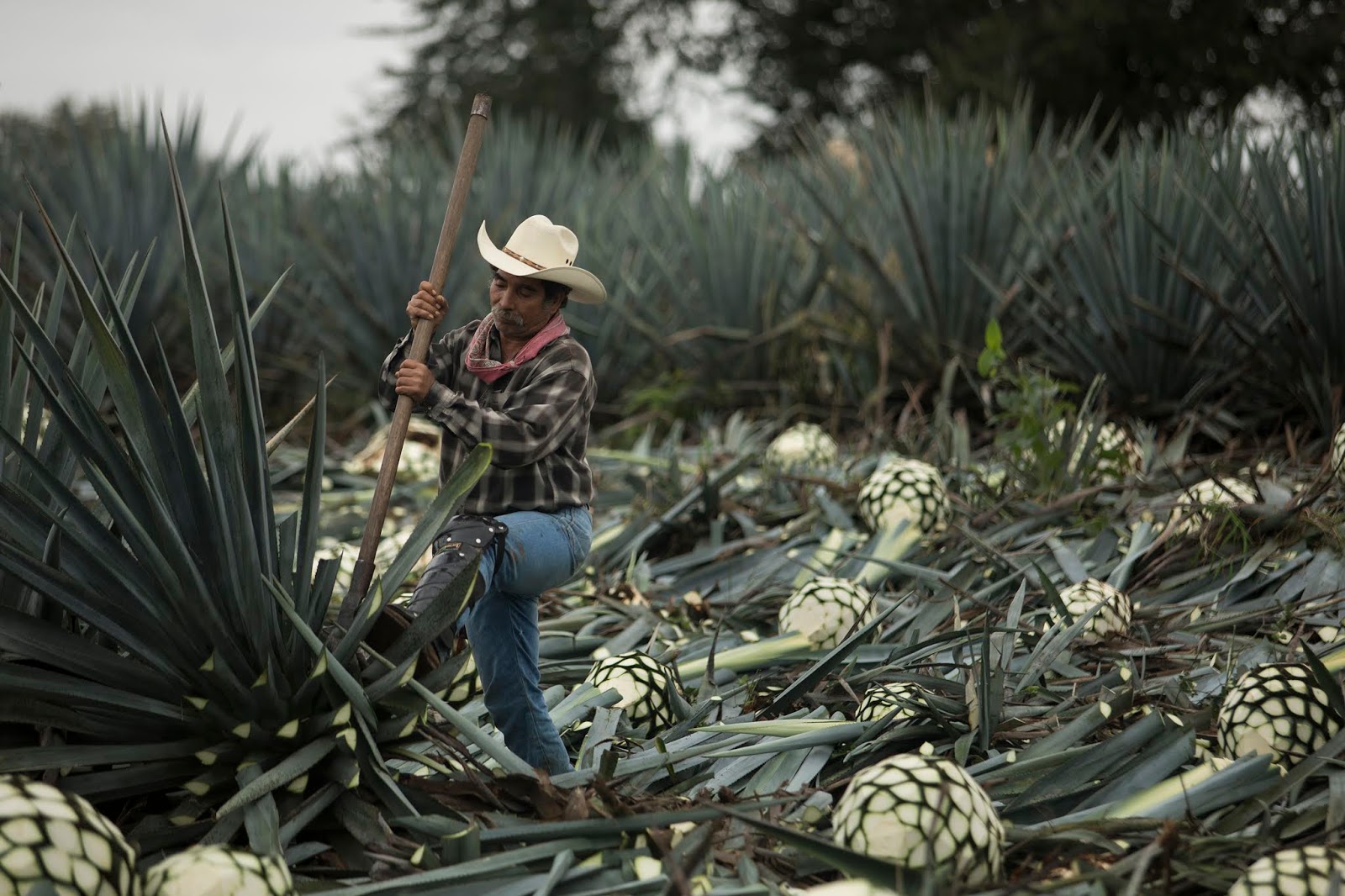 José Cuervo lanza popotes biodegradables para aprovechar el poder del ...