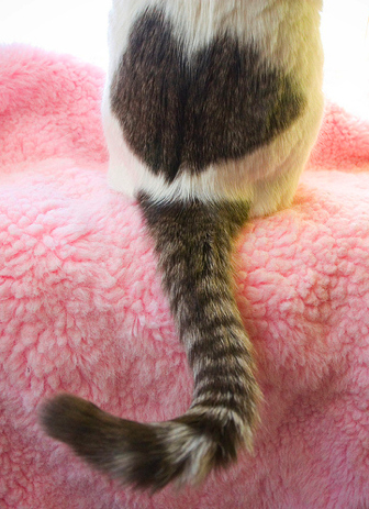 It's a Daily Meow: 15 Cute cat with fur heart pictures