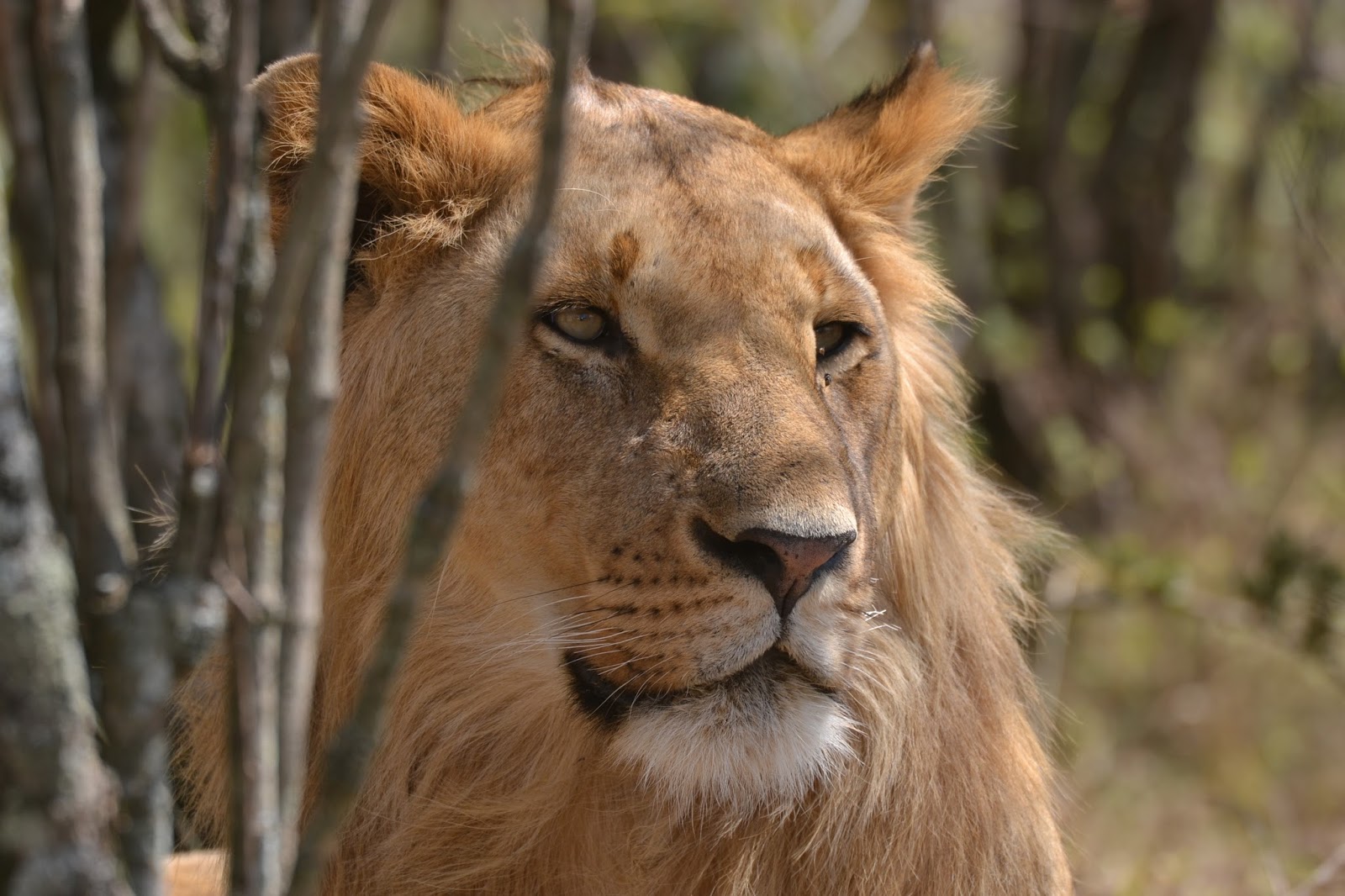 Africa Safari 2013: Day - 26 Naivasha to Kentmere Club in Limuru, Kenya