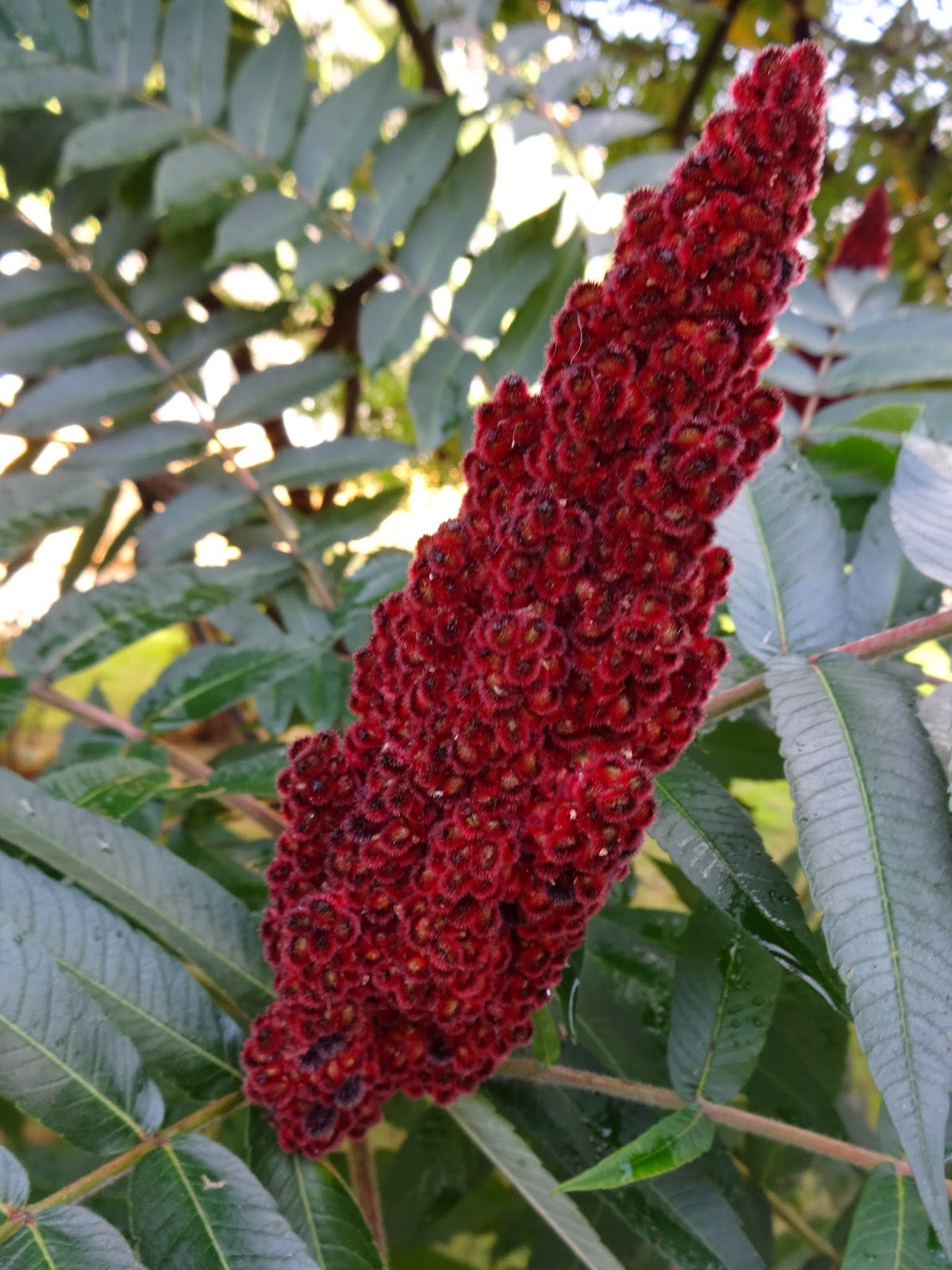 Herbs from Distant Lands: Rhus typhina, Rhus hirta - Staghorn Sumac