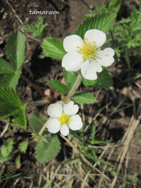 Всё о бегониях и не только...: Земляника восточная (Fragaria orientalis ...