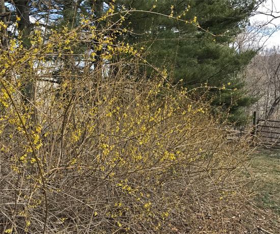 Native Plants with Adams Garden: The Forsythia are in bloom, now it's ...