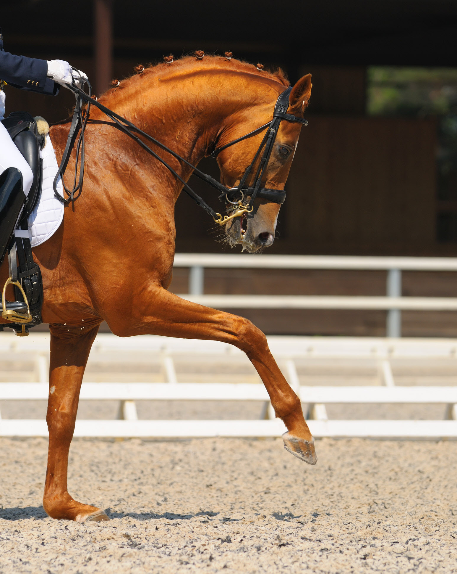 Equine Science Update What Does equitation Science Mean To You equine-science-update-what-does-equitation-science-mean-to-you