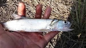 5 Macam Jenis Ikan yang Bisa di olah Jadi Kerupuk