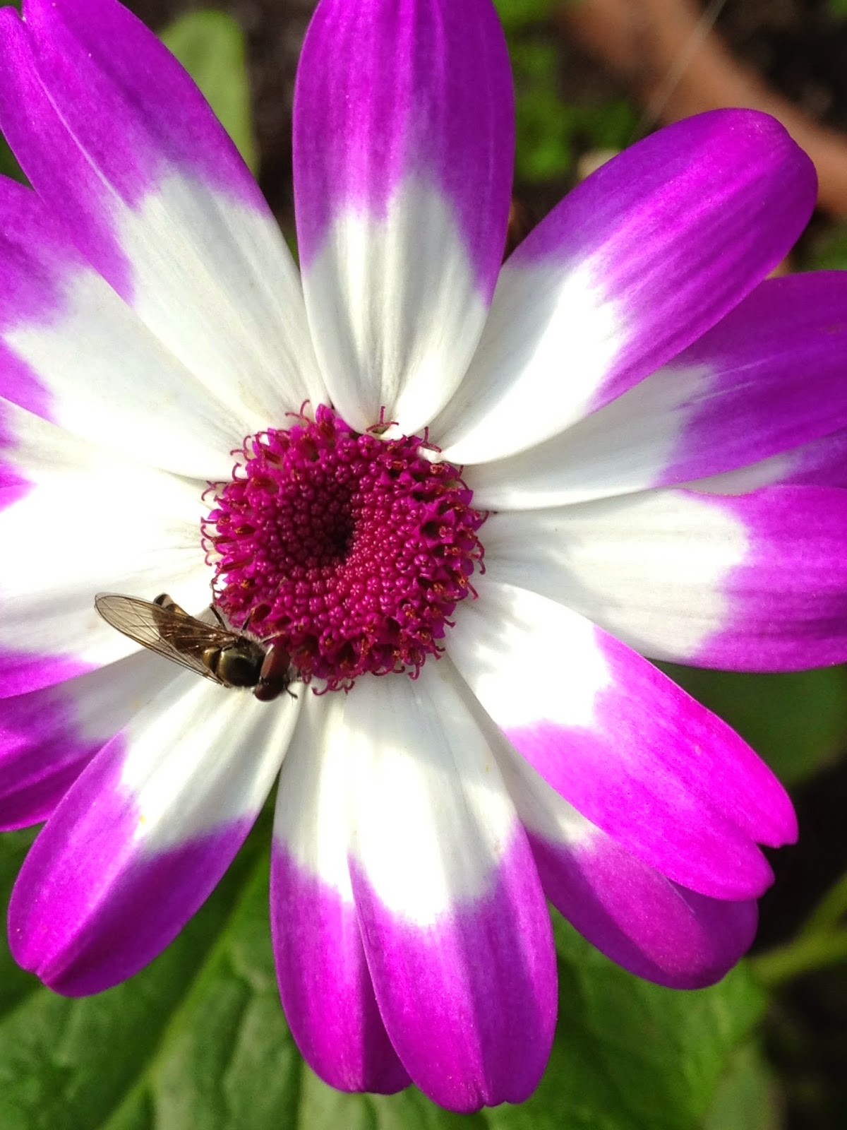 SITKAVORES: FLOWERS - Annual