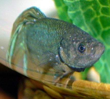 The TasteFul Learning: Ick Information and Symptoms