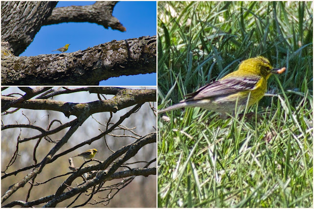 To Behold the Beauty: A Few Spring Photos