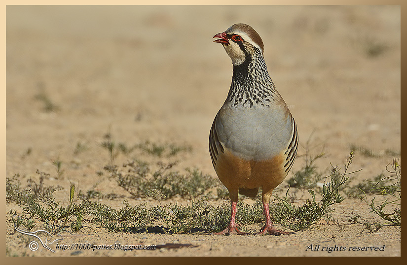 WILDLIFE GATEWAY: La Perdrix rouge