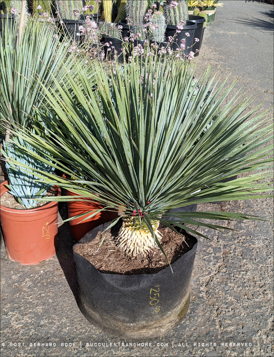 Succulent cornucopia at Plant Depot nursery in San Juan Capistrano