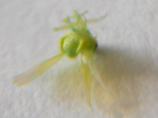 Fresh Brainz: Tiny Green Insect