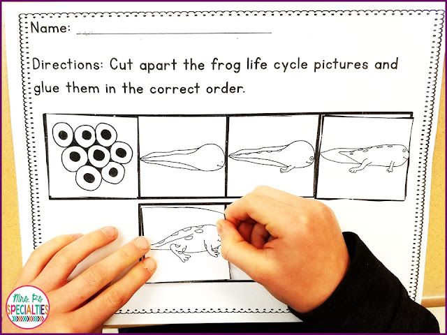 Use Hands On Activities To Teach Students About The Frog Life Cycle ...