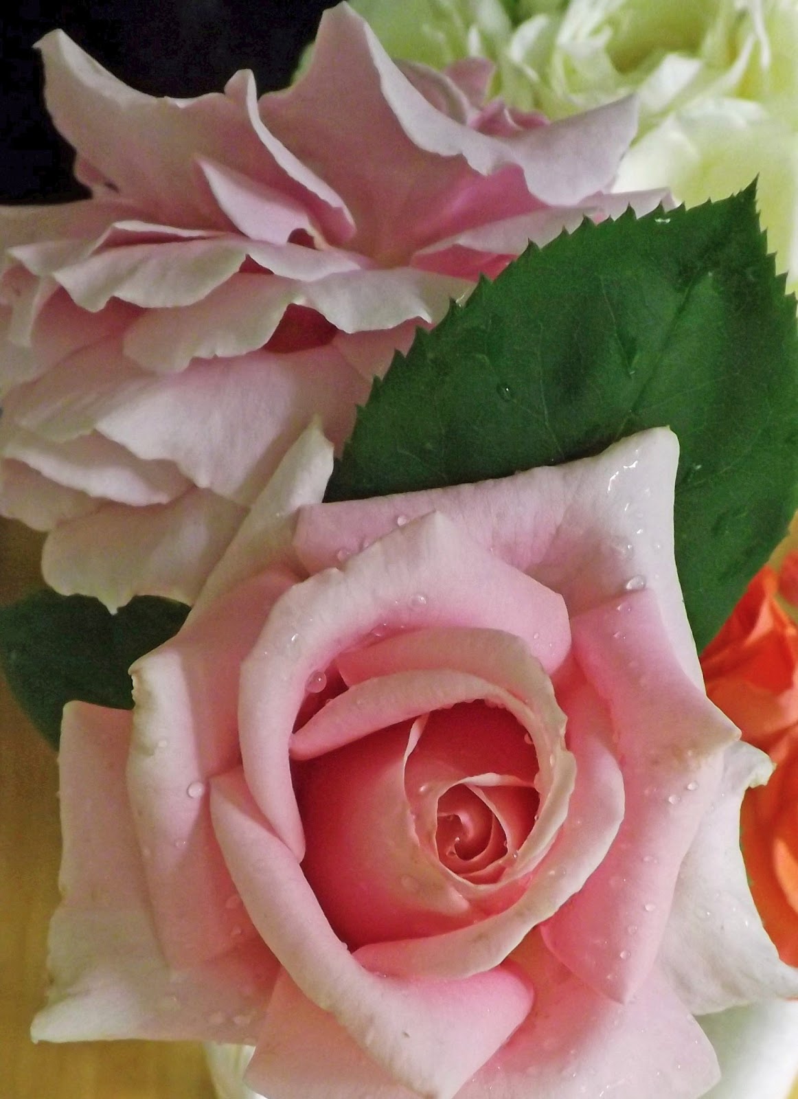 MARIETTE'S BACK TO BASICS: {Our Queen Elizabeth AARS Rose}