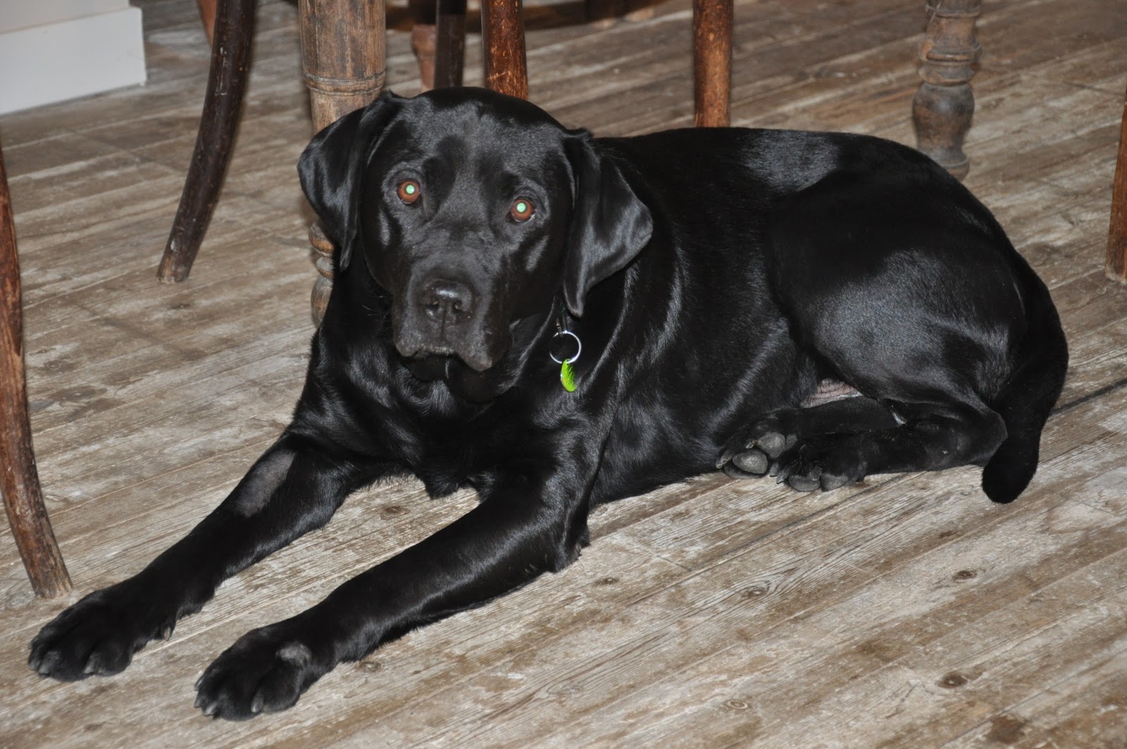 TAG on-line: Adorable black labrador seeks loving home