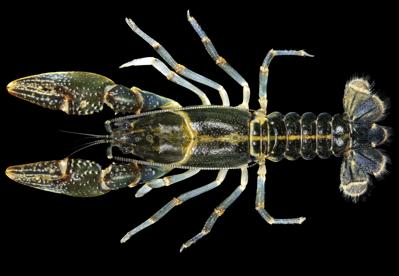 Species New to Science: [Crustacea • 2020] Lacunicambarus mobilensis ...
