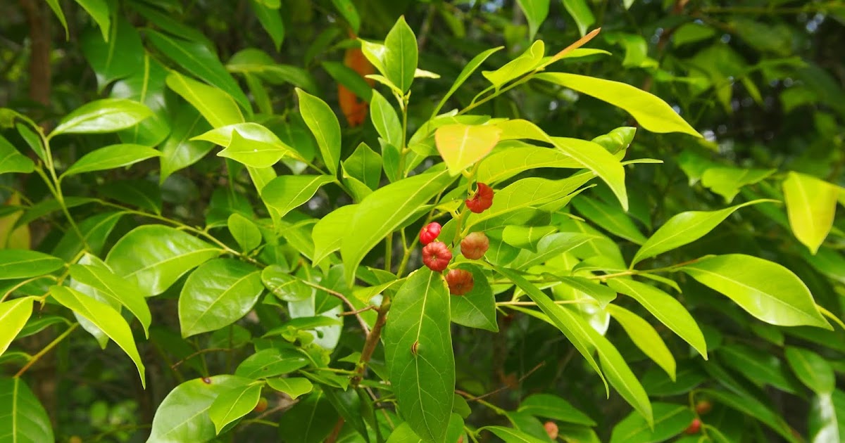 Variety of Life: Glochidion