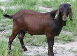 BLOG CIKGU SUE: BUNYI BINATANG