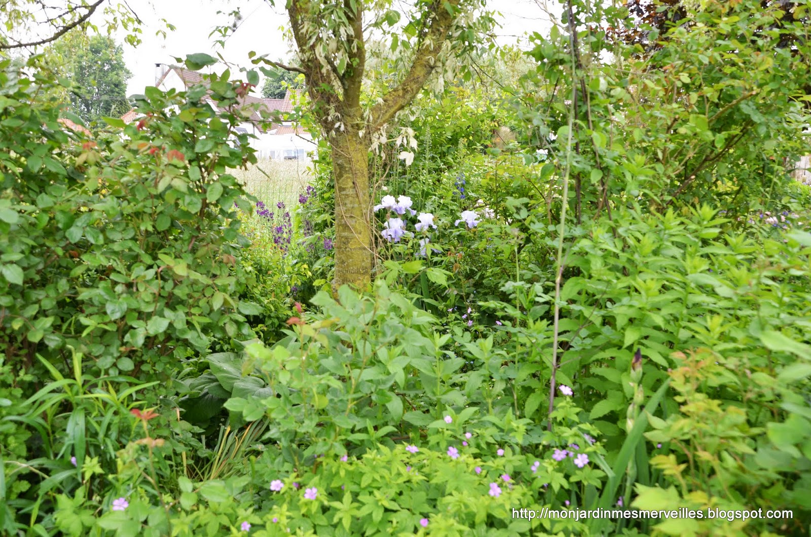 Mon Jardin Mes Merveilles: Mauve comme... une forêt Violette