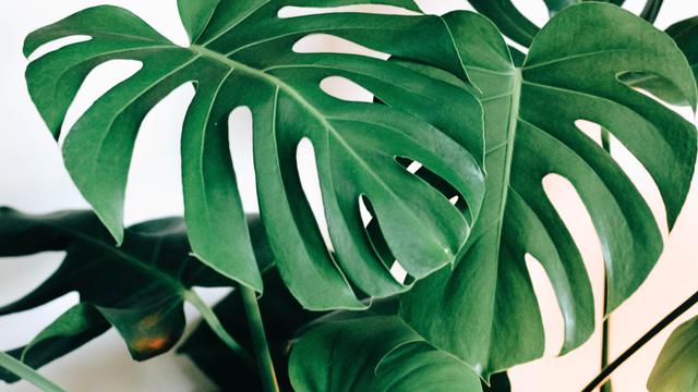 Bunga Monstera Deliciosa - FloraGen