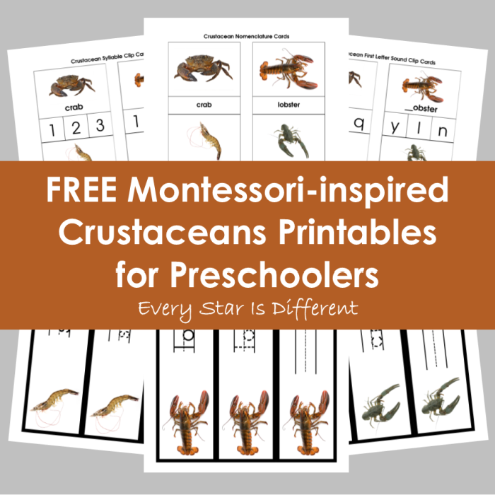 Montessori-inspired Crustaceans Activities for Preschoolers with FREE ...