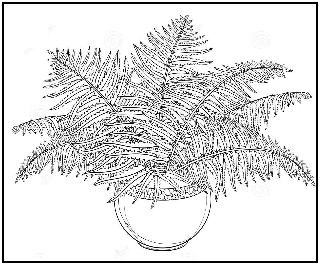 MI GRADO PRIMERO: Las plantas sin flores