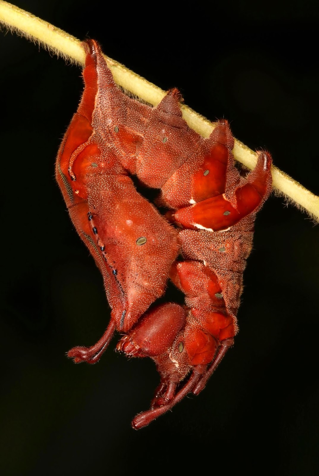 the igneous, the sedimentary and the metamorphic: assassin bugs ...