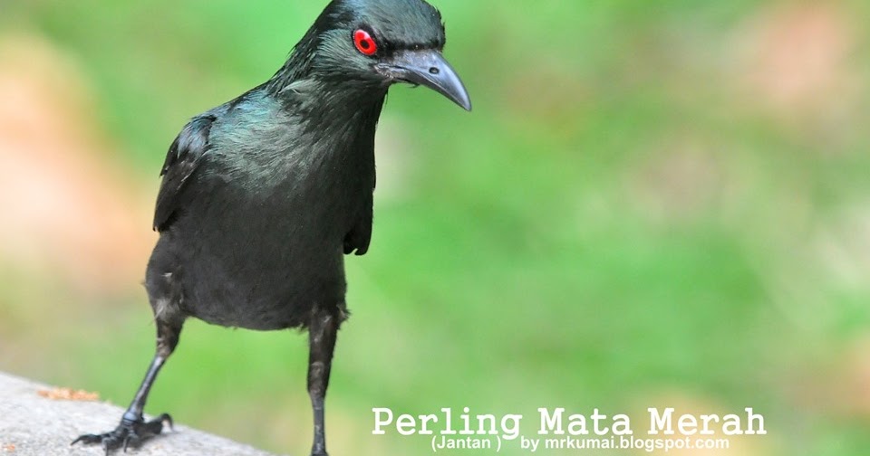 burung perling mata merah - SaniyataroMejia